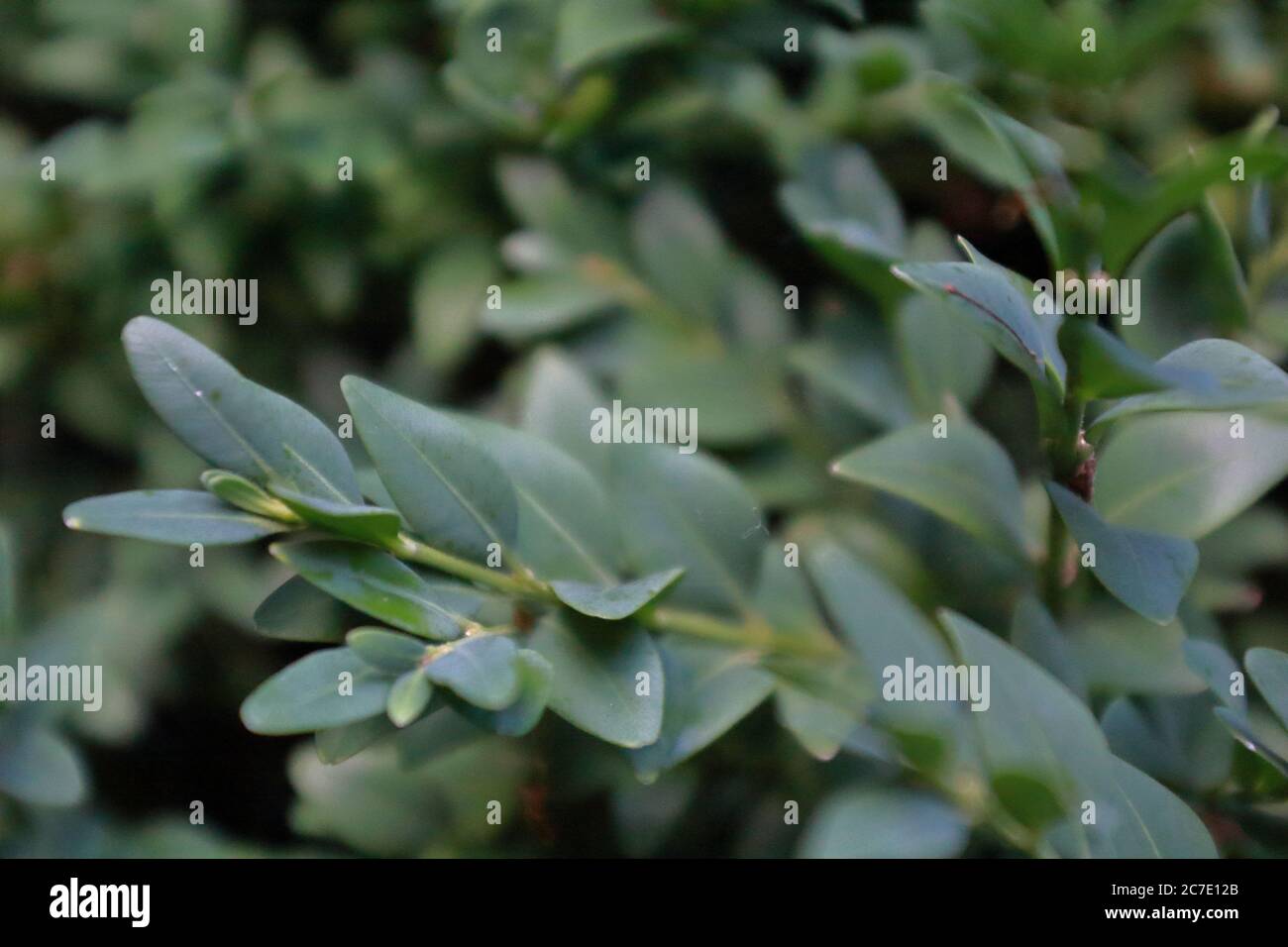 Common box tree flower hi-res stock photography and images - Alamy