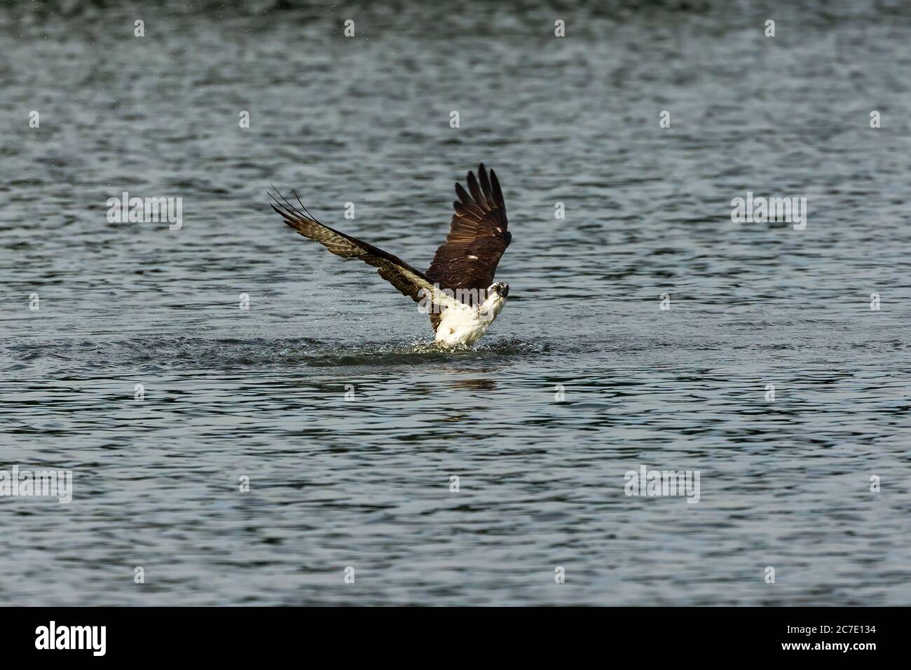 Western osprey on the hunt Stock Photo - Alamy