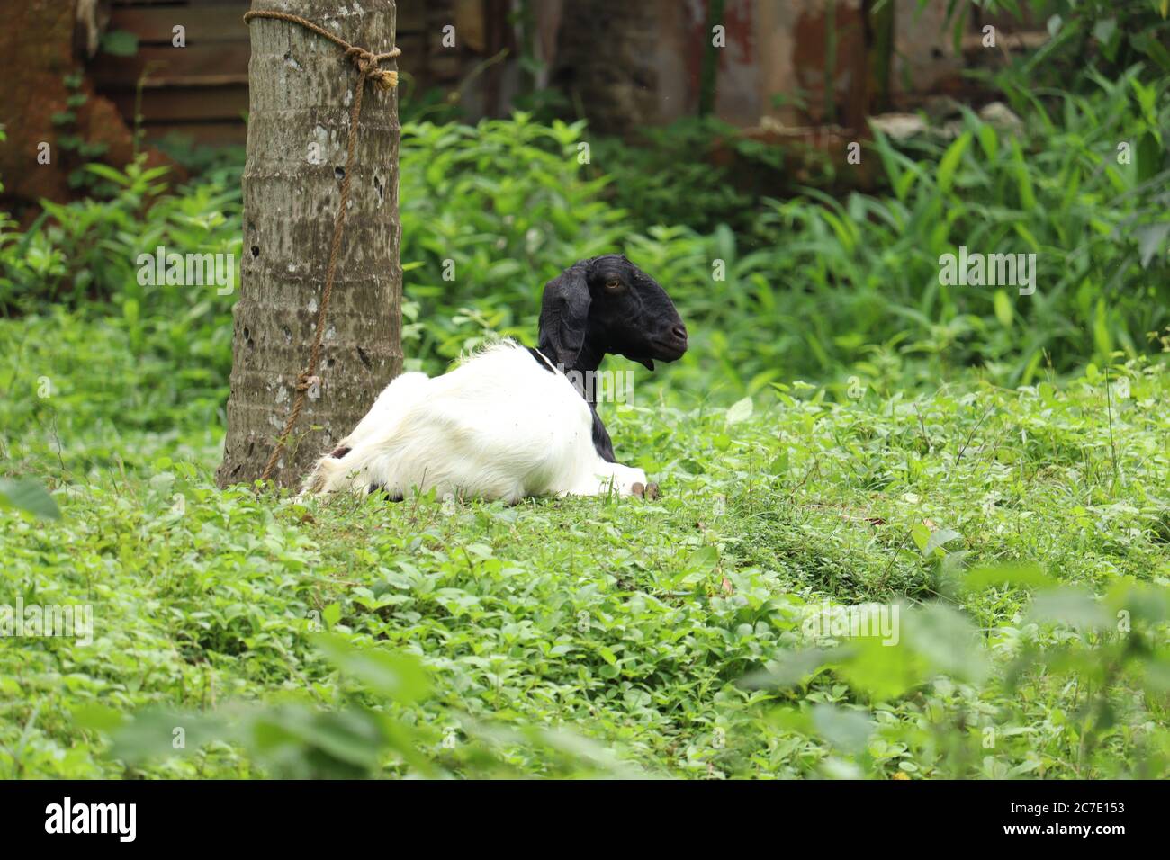 Goat on the farm Stock Photo - Alamy