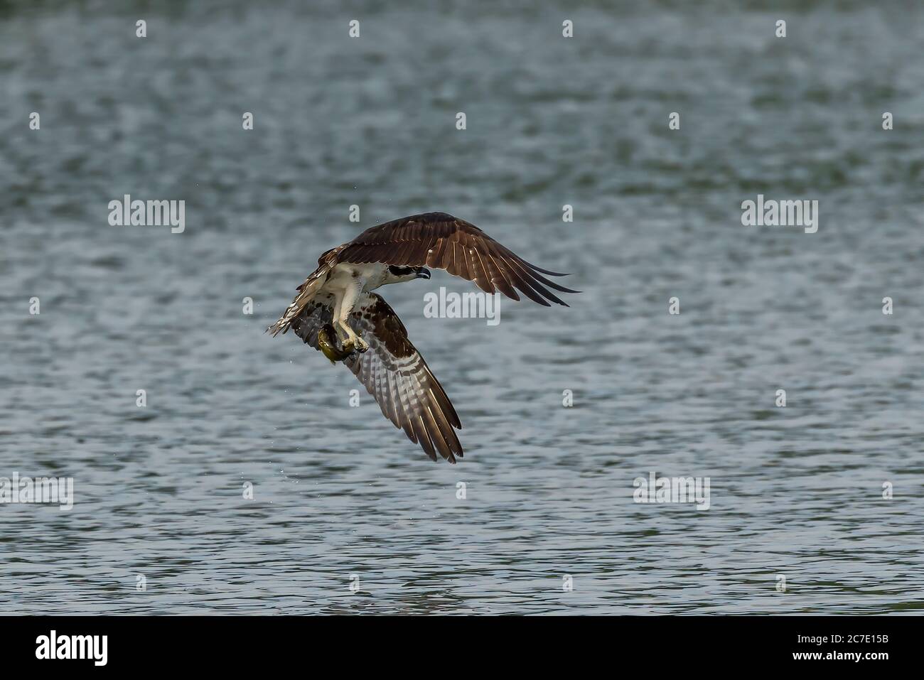 Western osprey on the hunt Stock Photo - Alamy