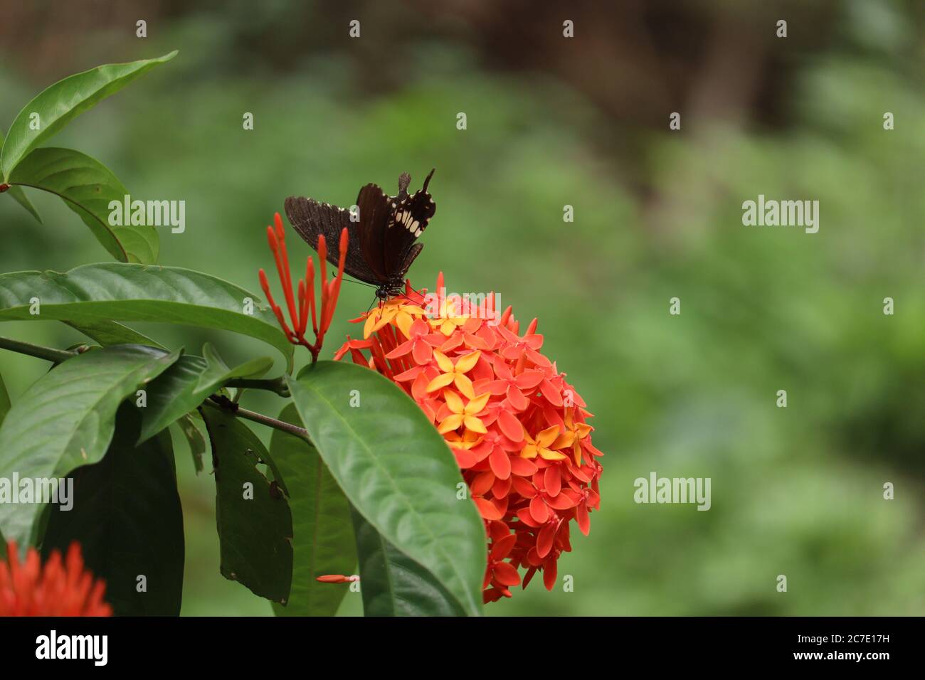 Jamanthi flower hi-res stock photography and images - Alamy