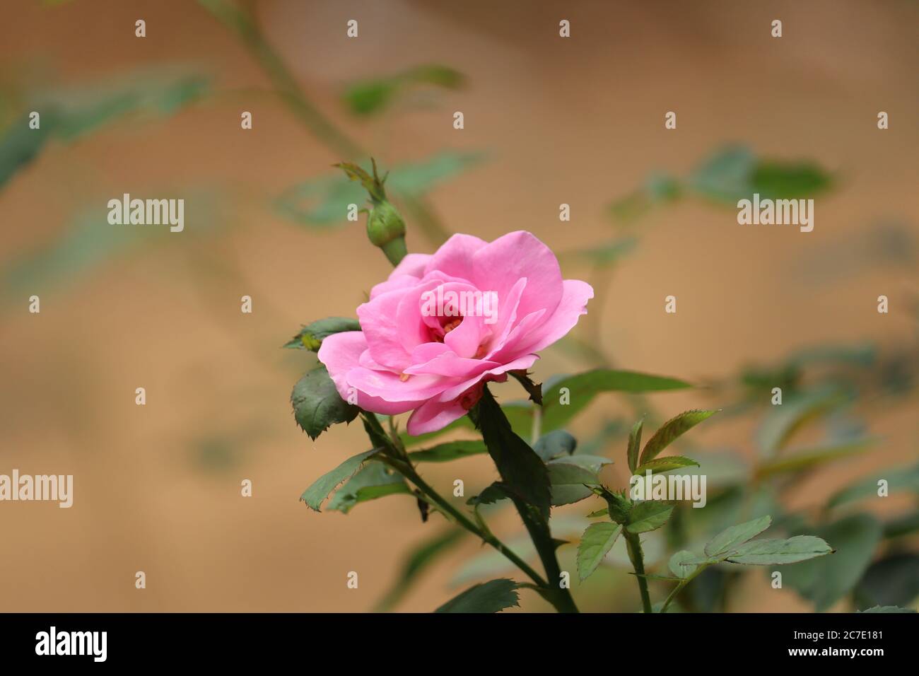 Garden flowers kerala hi-res stock photography and images - Alamy