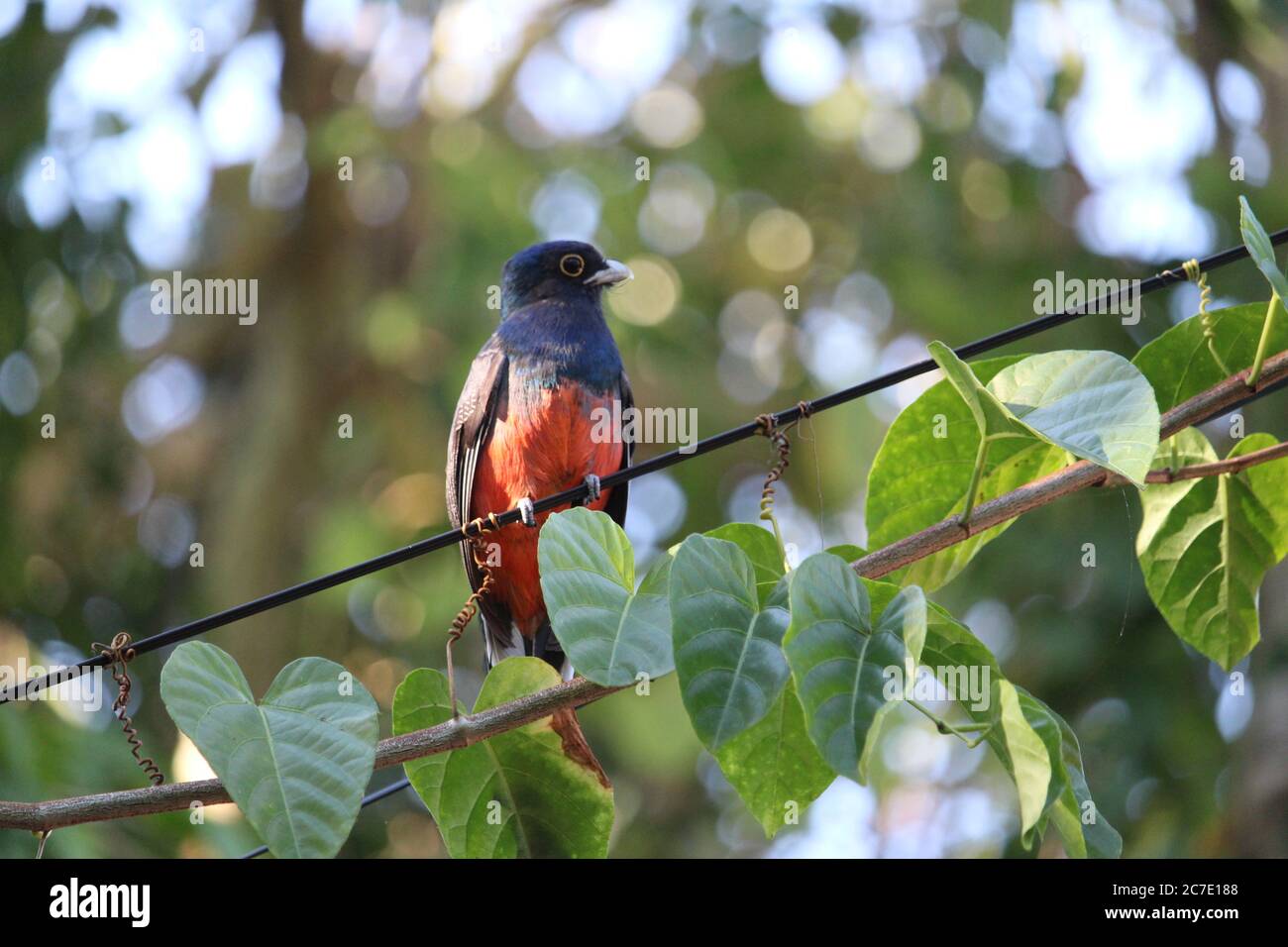 Brazilian blue bird hi-res stock photography and images - Alamy