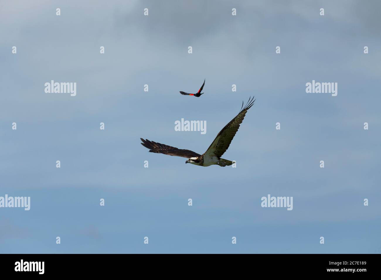 Western osprey in flight.Nature scene from Wisconsin Stock Photo - Alamy