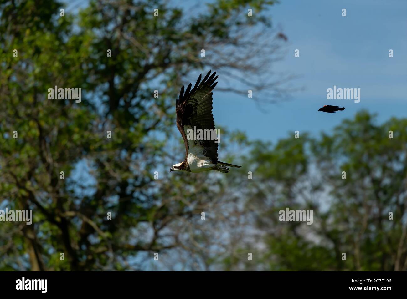 Western osprey in flight.Nature scene from Wisconsin Stock Photo - Alamy