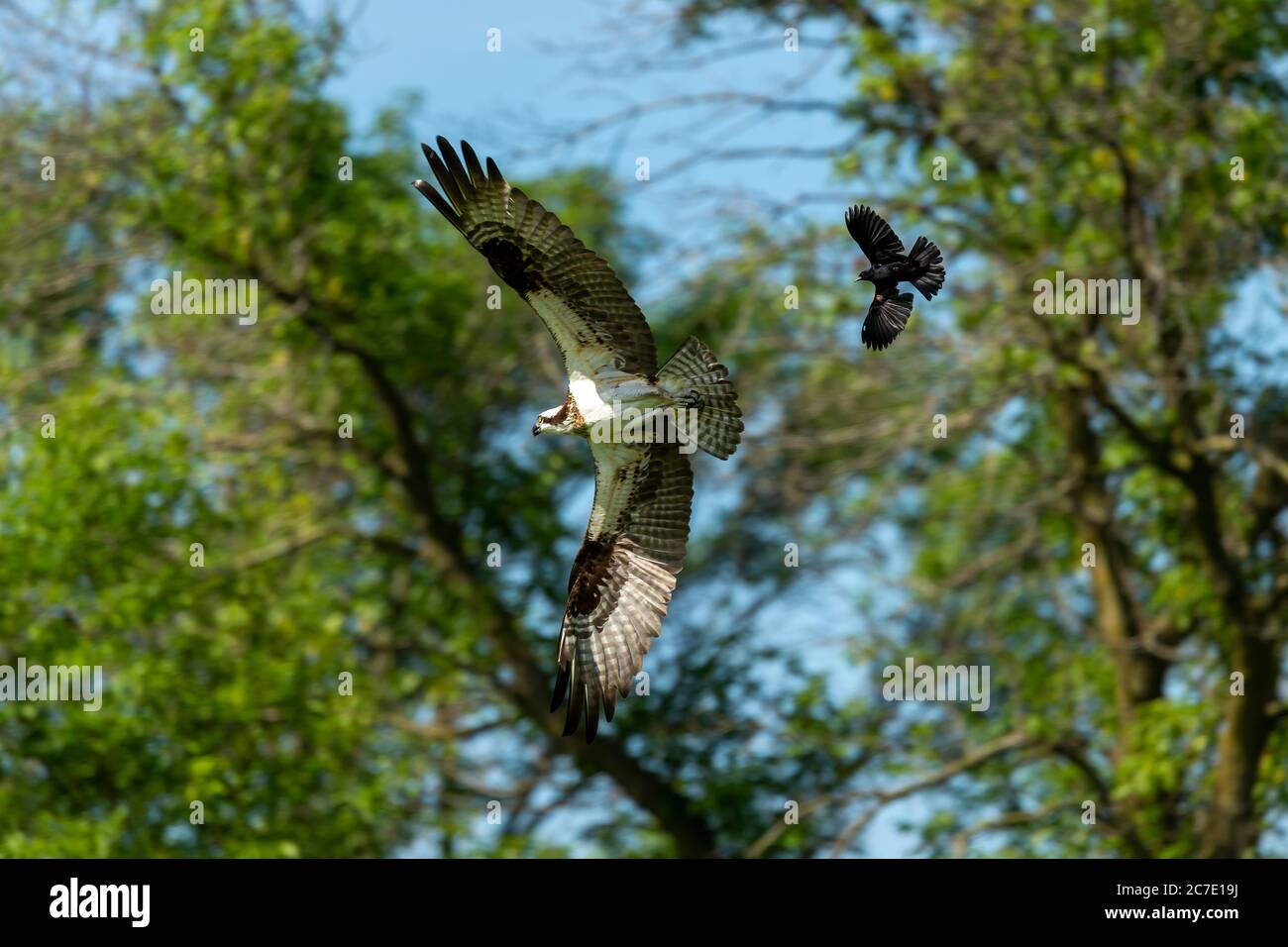 Western osprey in flight.Nature scene from Wisconsin Stock Photo - Alamy