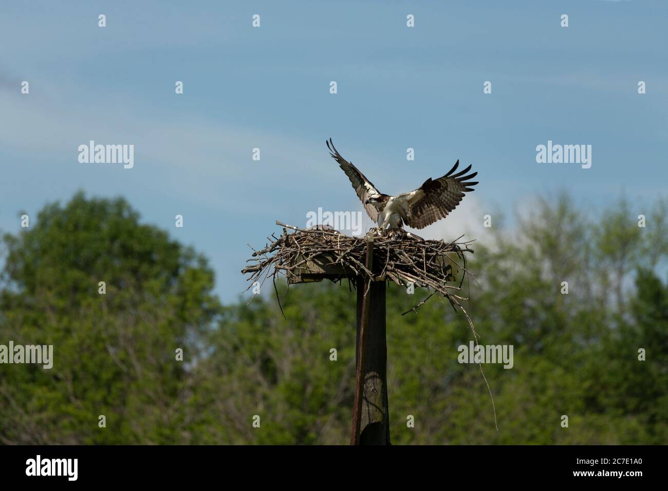 Western osprey in flight.Nature scene from Wisconsin Stock Photo - Alamy