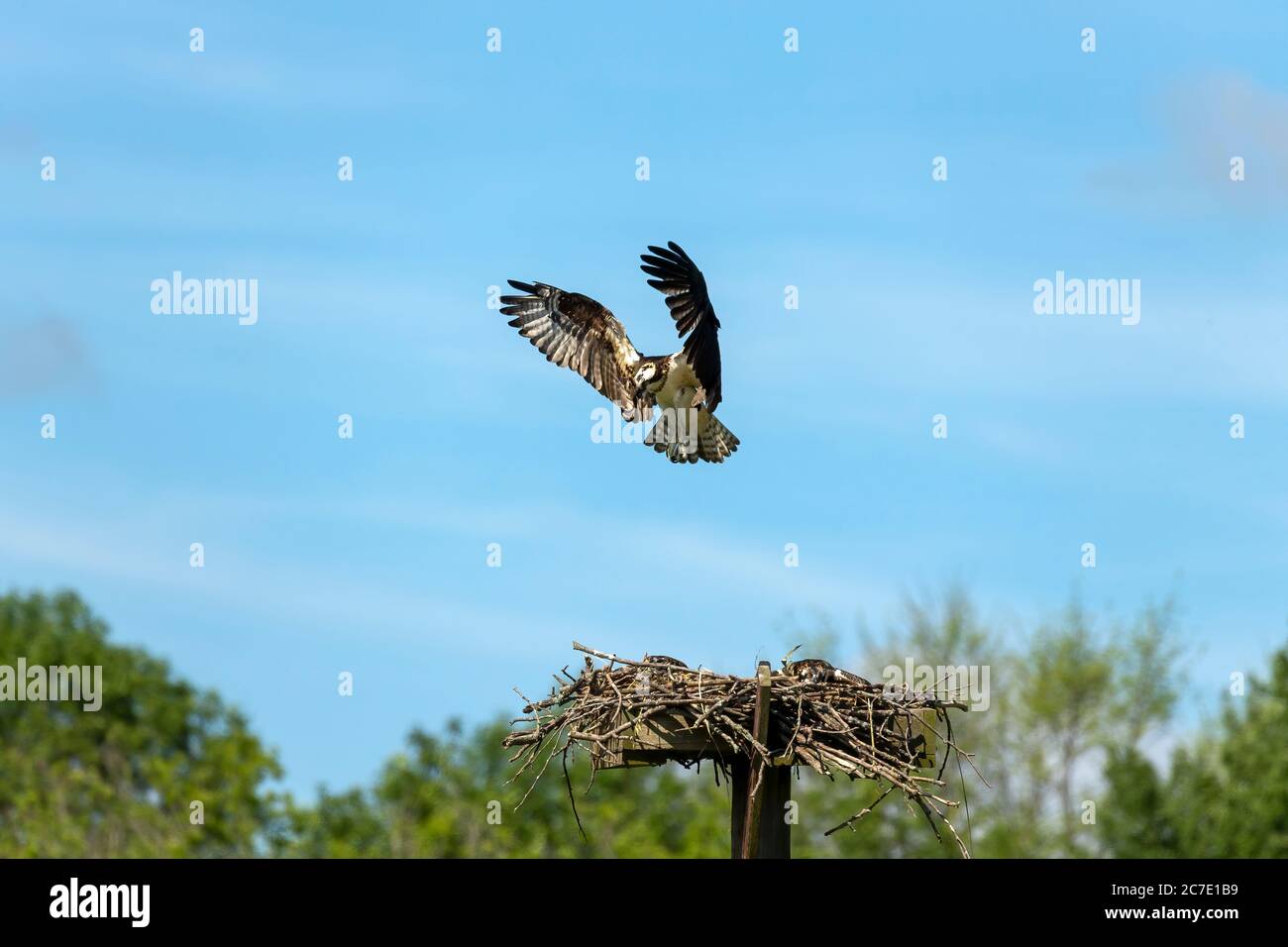 Western osprey in flight.Nature scene from Wisconsin Stock Photo - Alamy