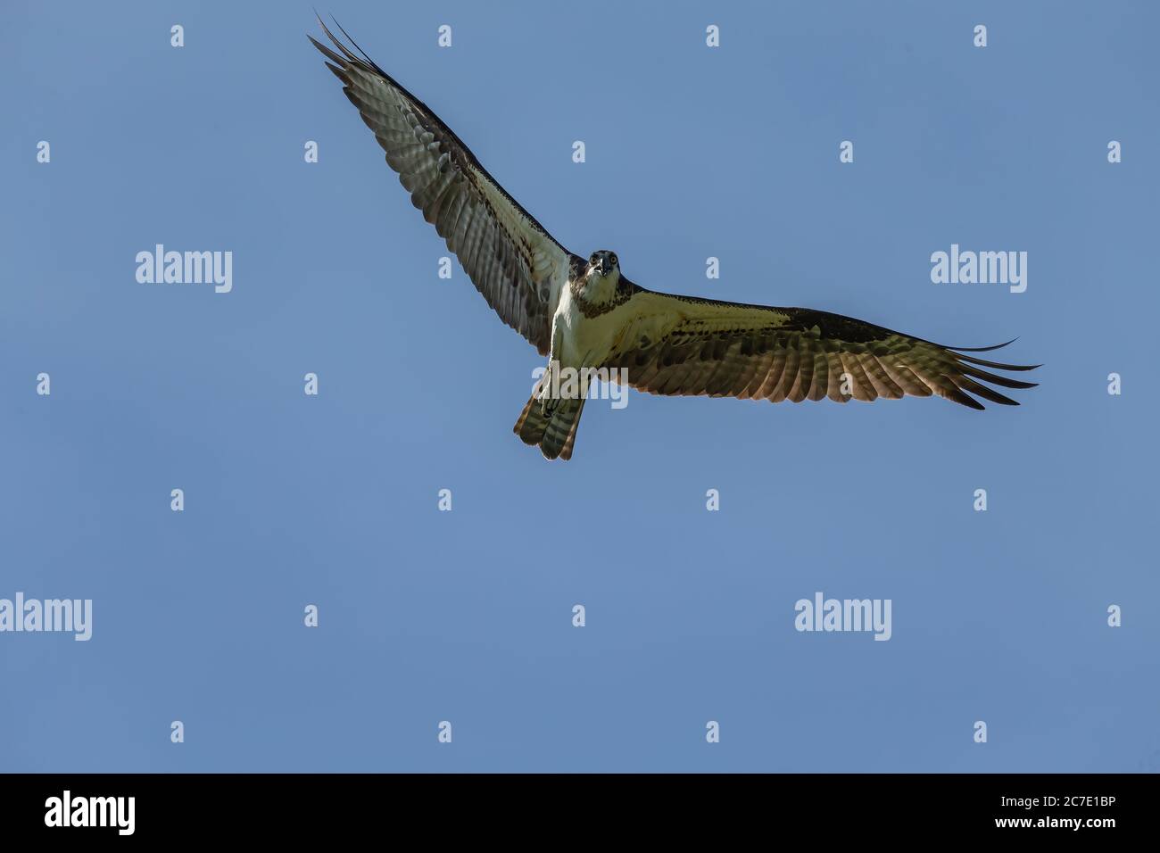 Western osprey in flight.Nature scene from Wisconsin Stock Photo - Alamy