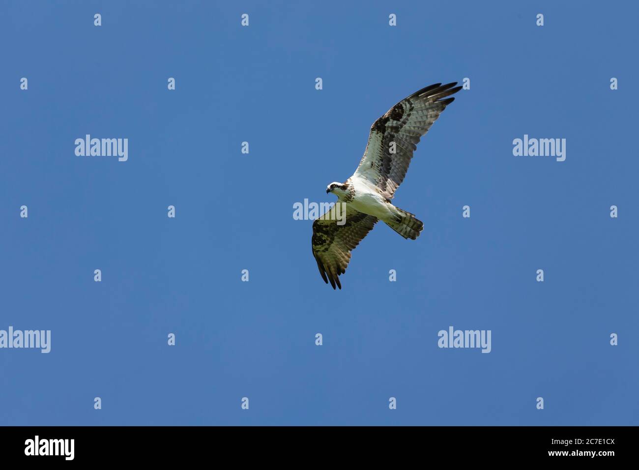 Western osprey in flight.Nature scene from Wisconsin Stock Photo - Alamy