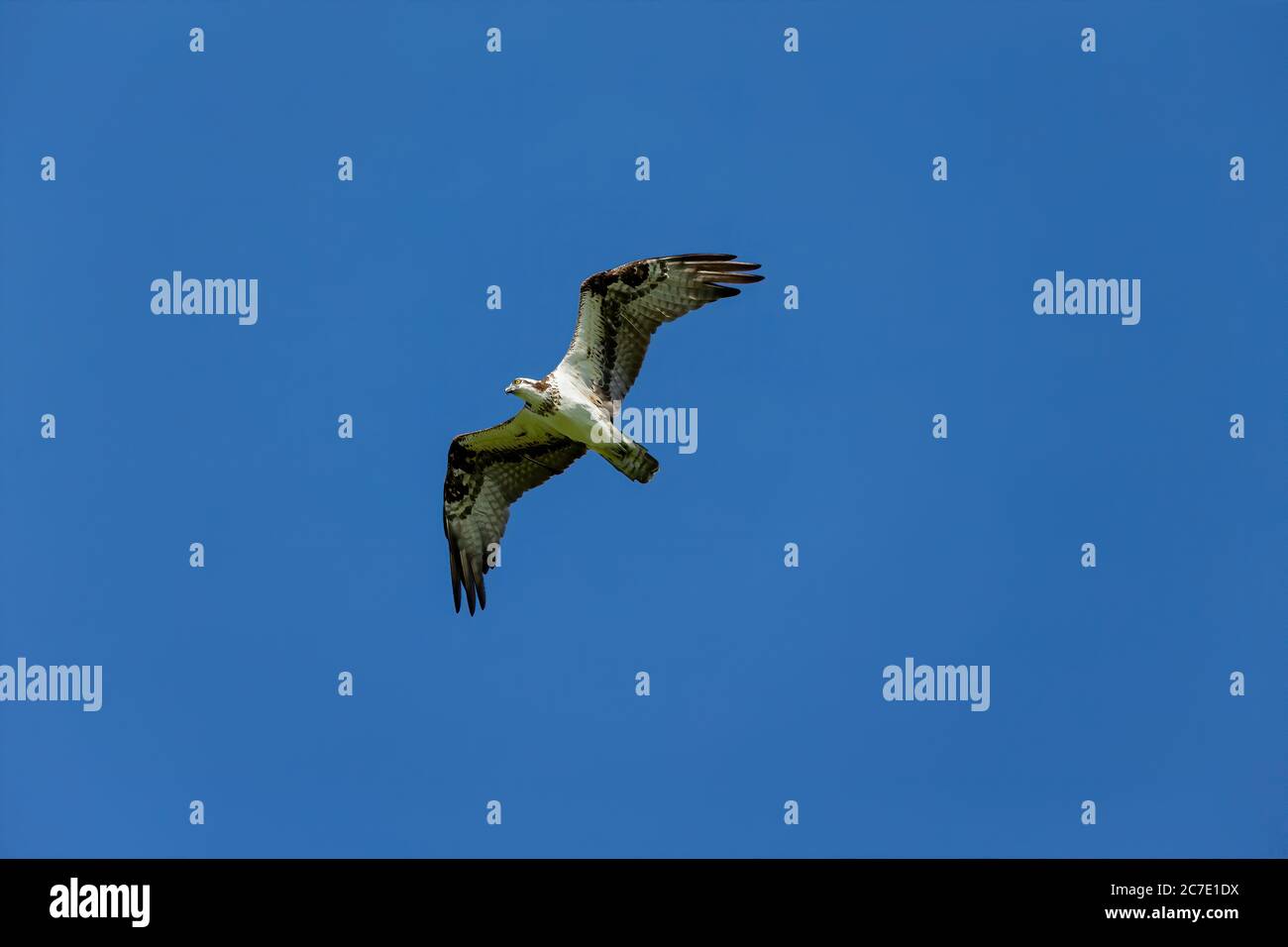 Western osprey in flight.Nature scene from Wisconsin Stock Photo - Alamy