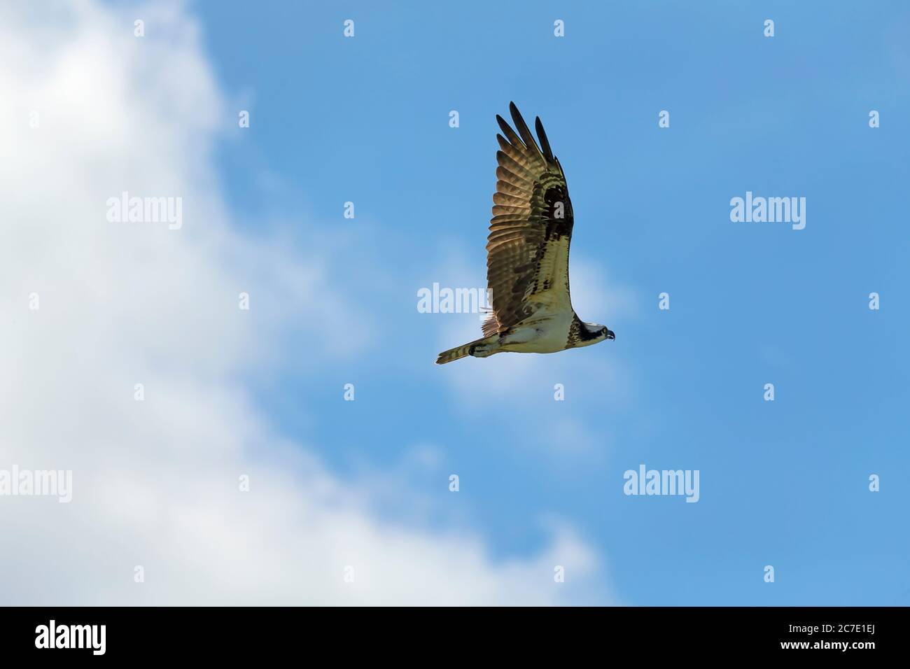 Western osprey in flight.Nature scene from Wisconsin Stock Photo - Alamy