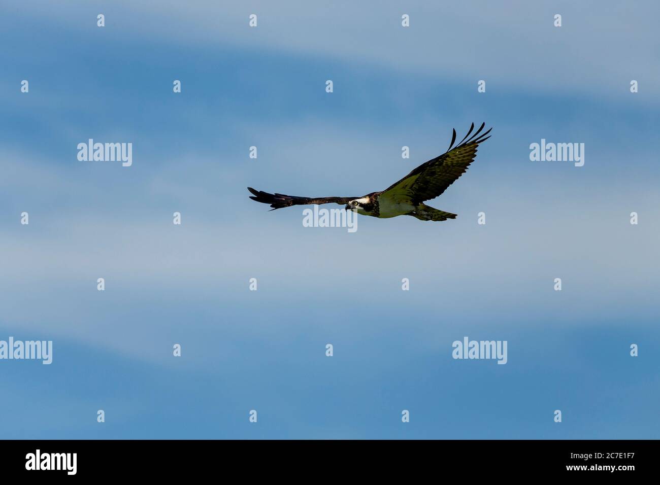 Western osprey in flight.Nature scene from Wisconsin Stock Photo - Alamy