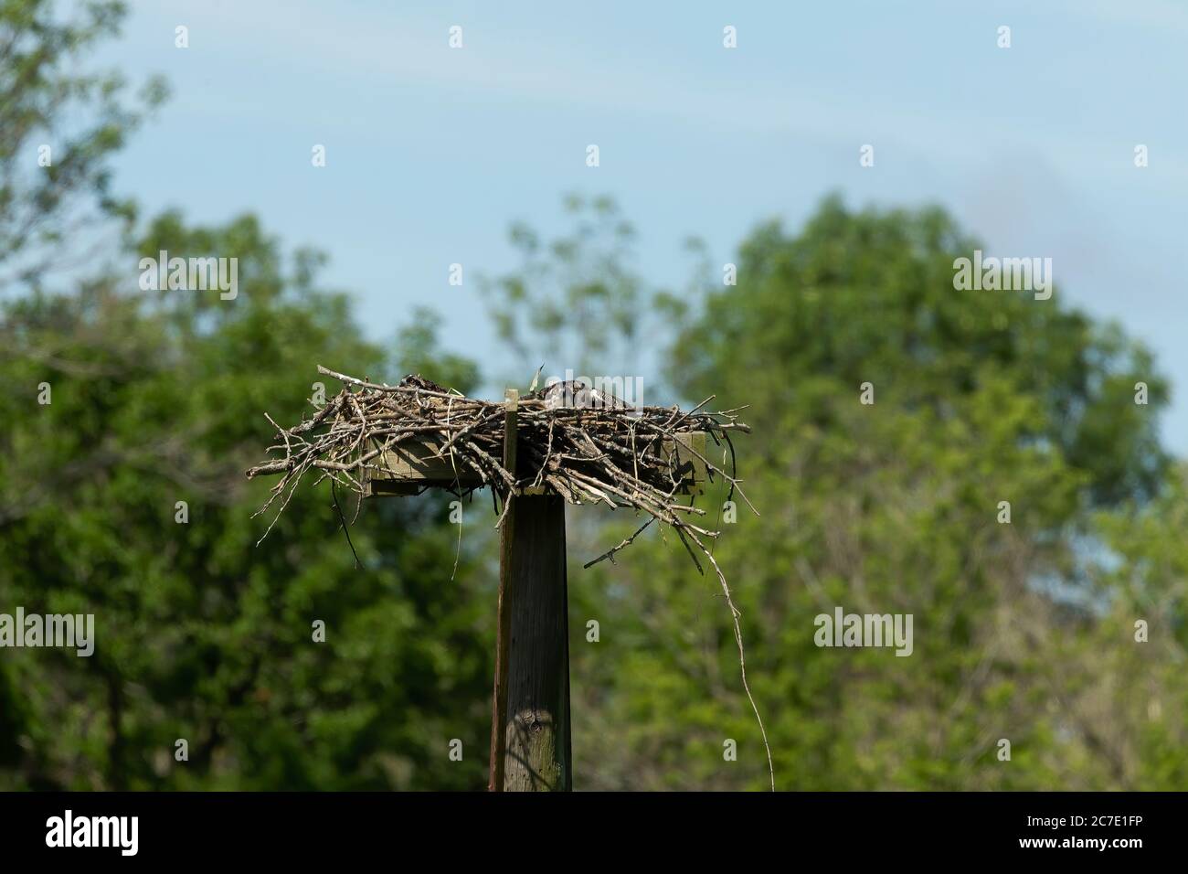 Western osprey in flight.Nature scene from Wisconsin Stock Photo - Alamy