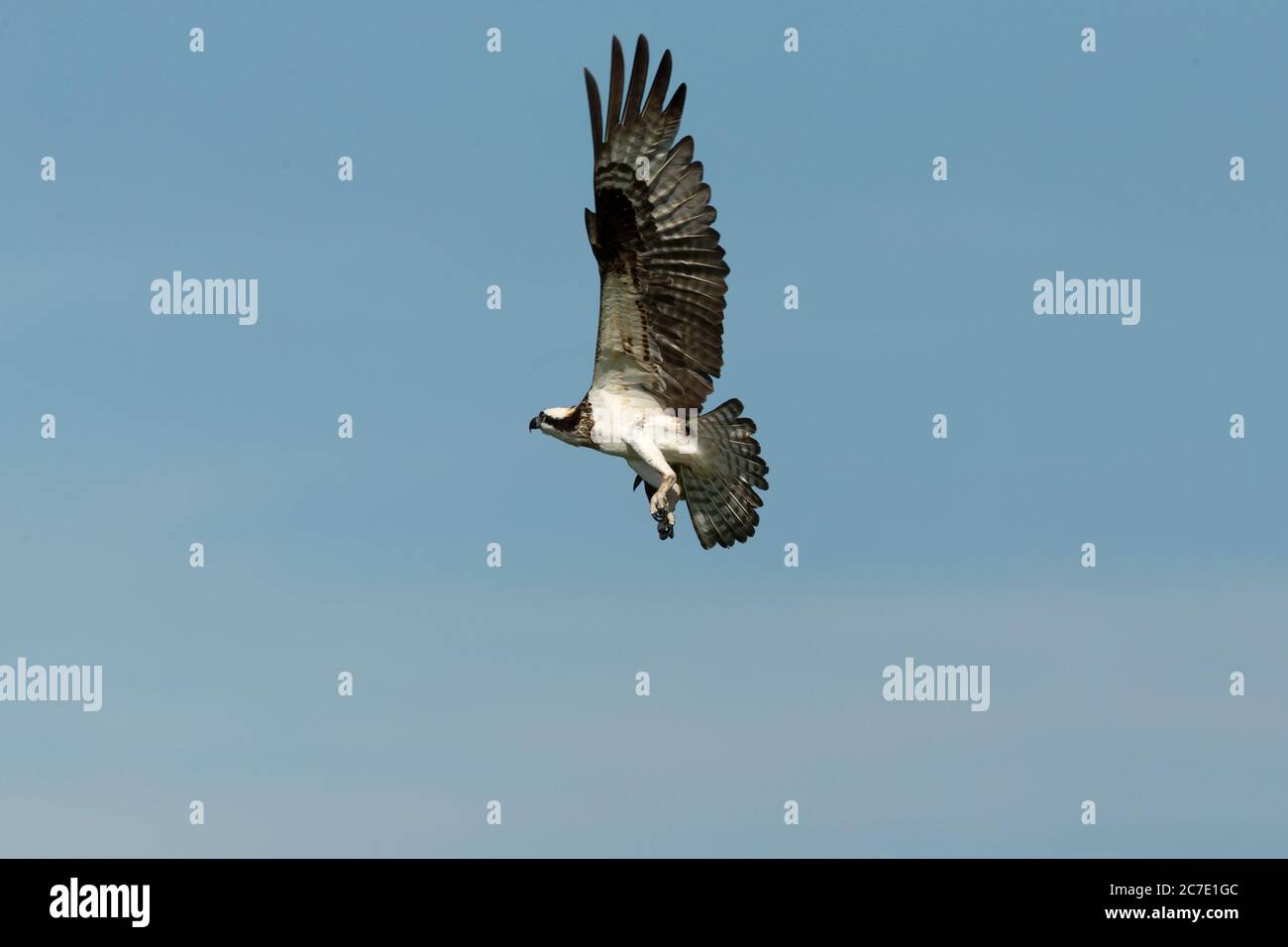 Western osprey in flight.Nature scene from Wisconsin Stock Photo - Alamy
