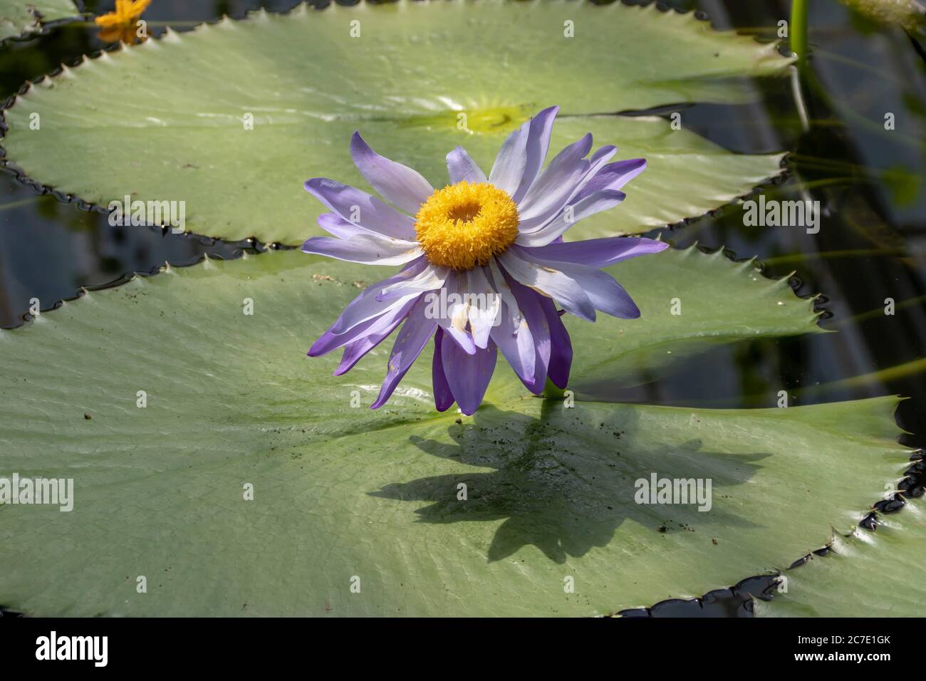 beautiful lily and it's shadow Stock Photo - Alamy