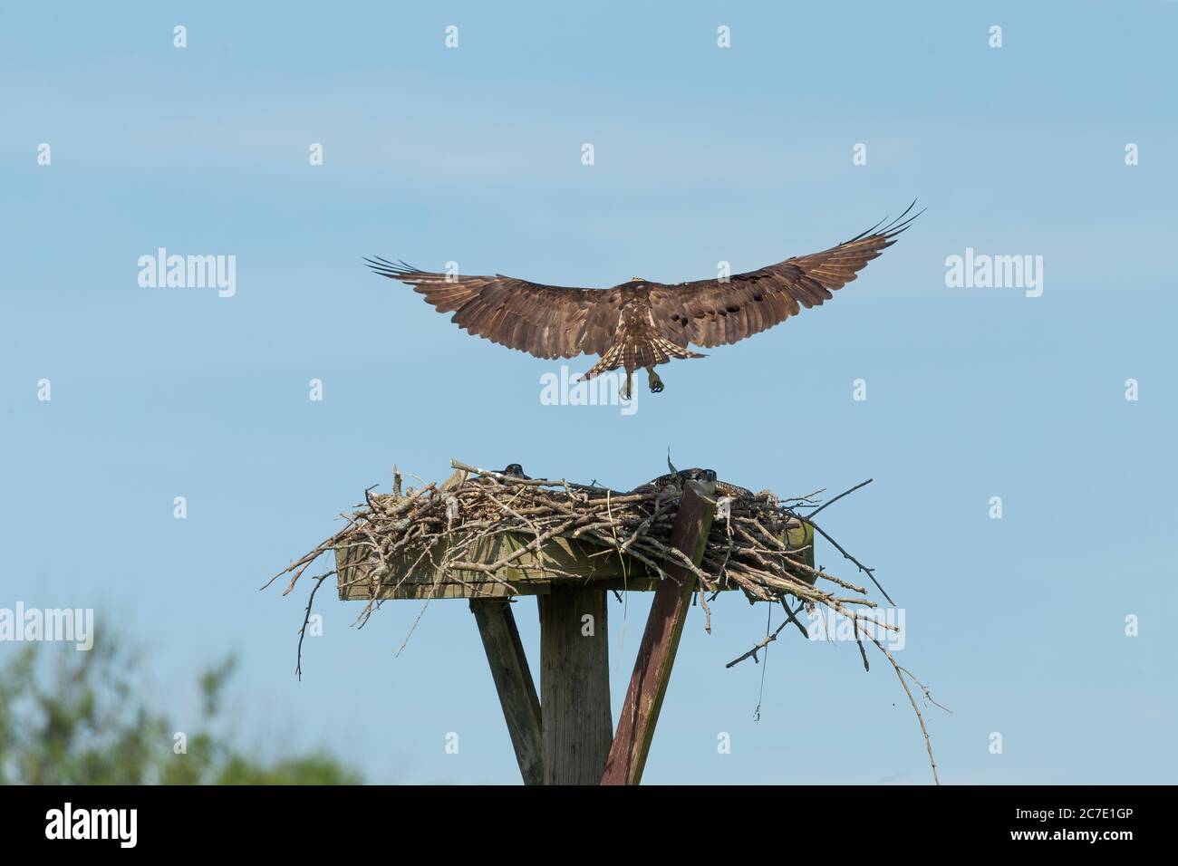 Western osprey in flight.Nature scene from Wisconsin Stock Photo - Alamy