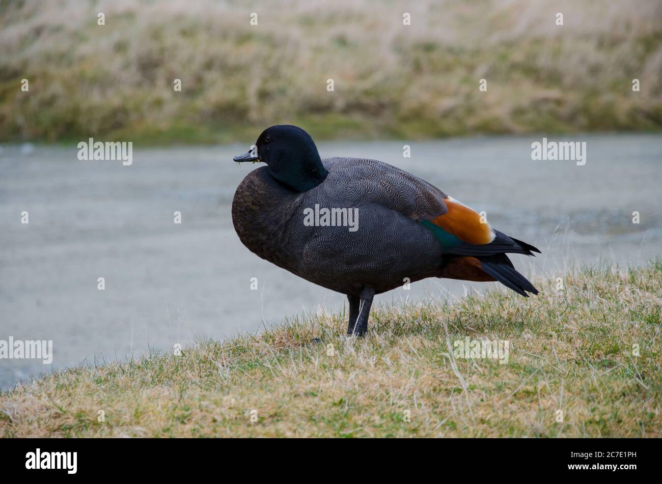 Black and brown duck, South Island, New Zealand Stock Photo - Alamy
