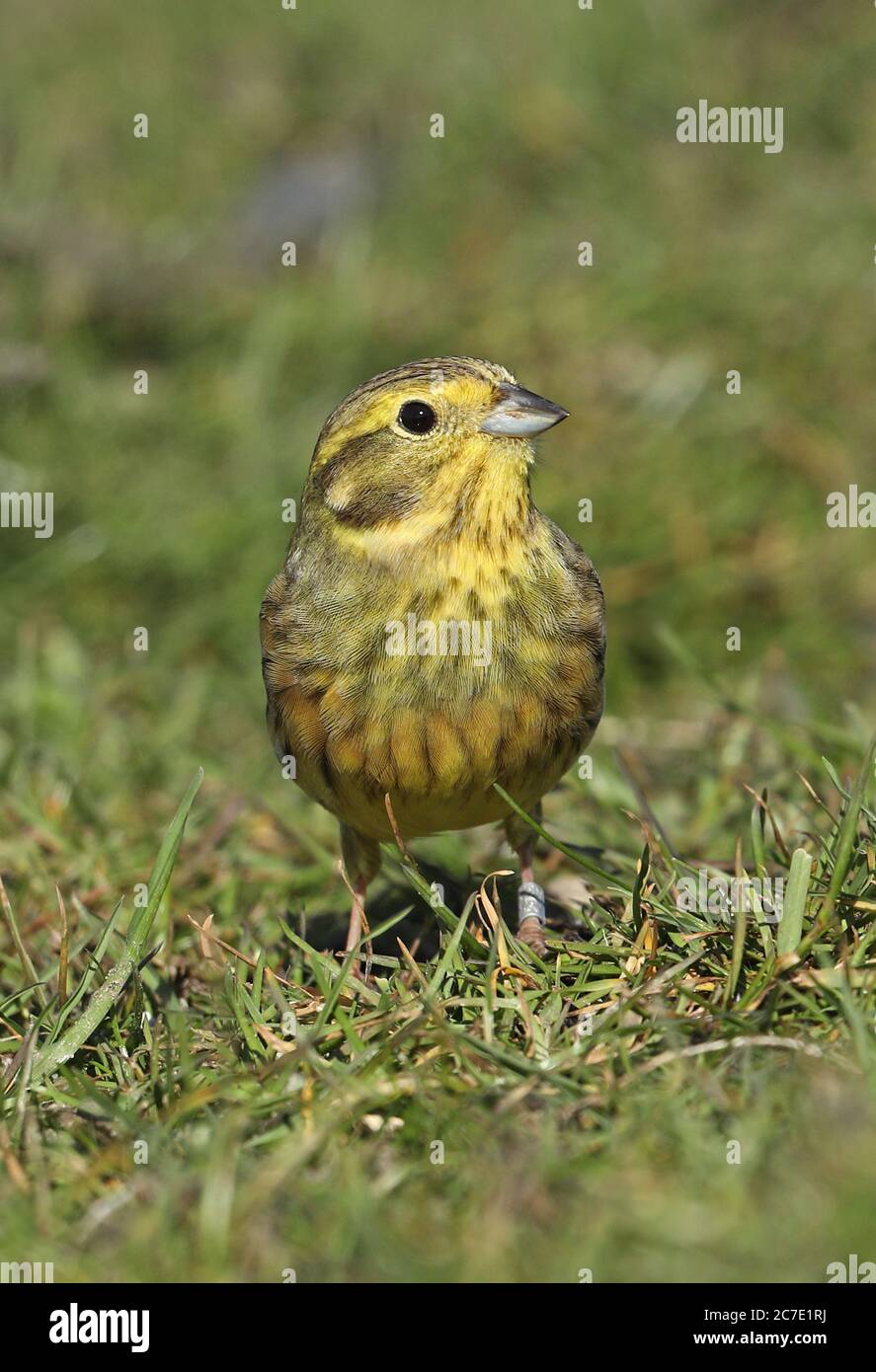 Female yellowhammer uk hi-res stock photography and images - Alamy