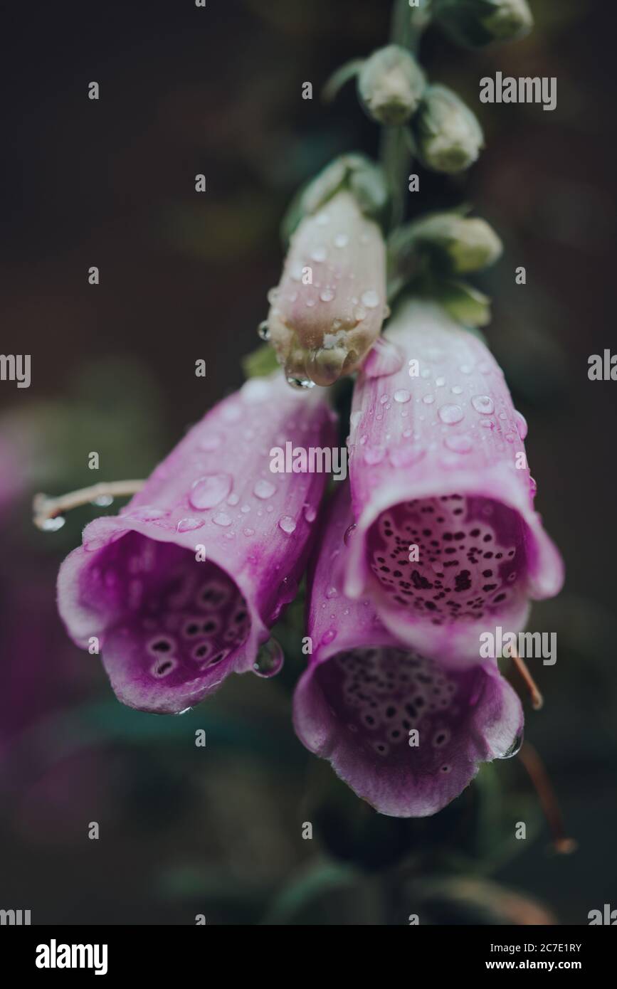 Downward facing flowers hi-res stock photography and images - Alamy