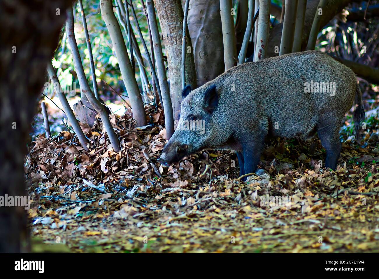 Wild boar. Nature forest background. Boar. Sus scrofa Stock Photo - Alamy