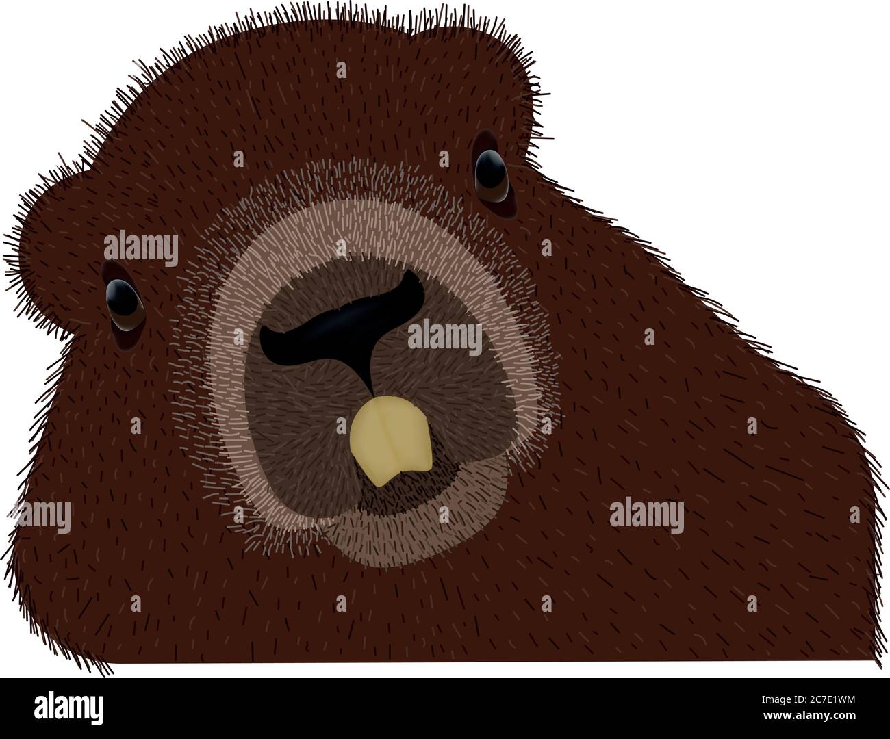 Furry bear cartoon. Wild animal - Vector illustration Stock Vector ...