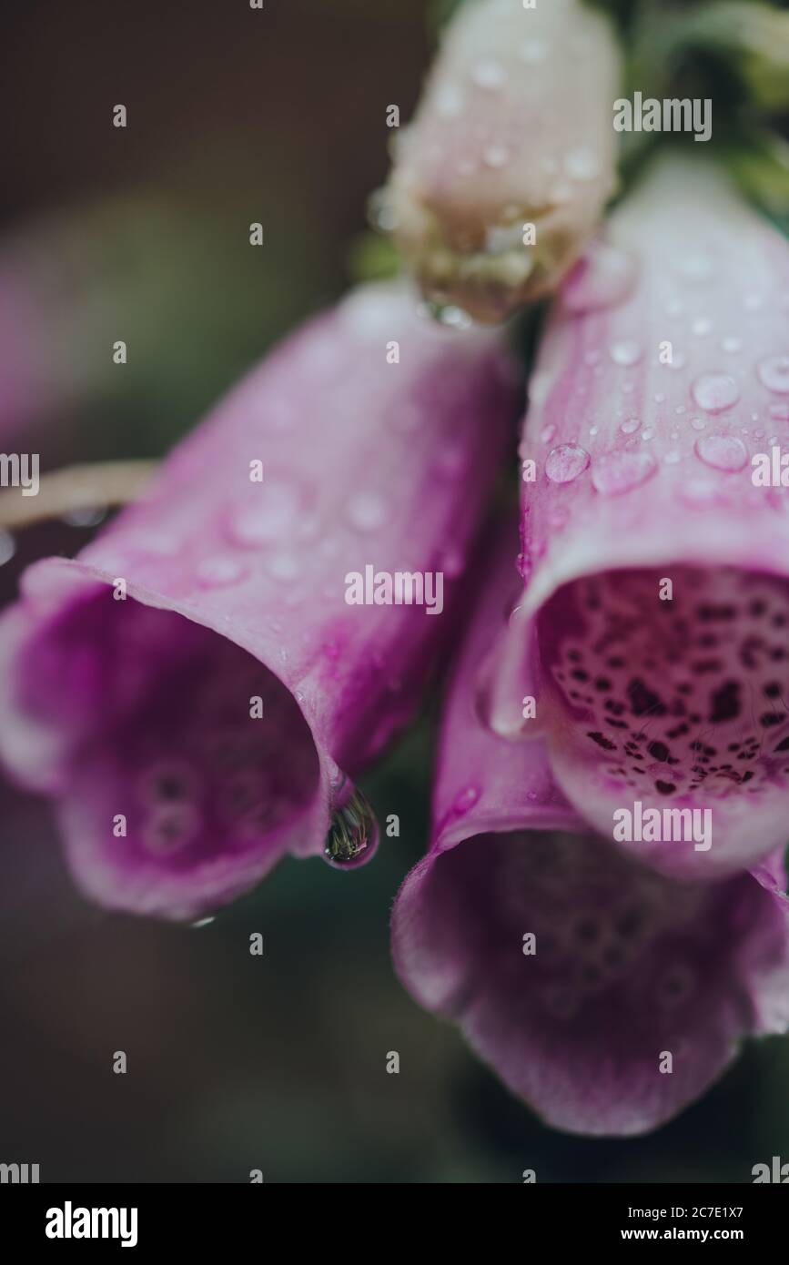 Downward facing flowers hi-res stock photography and images - Alamy