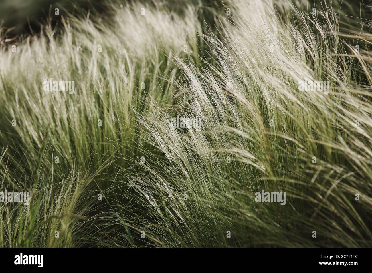 Fluffy grasses hi-res stock photography and images - Alamy