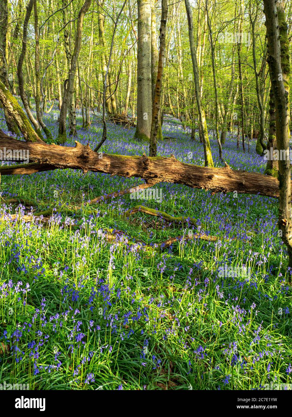 Light highlighting the woodland floor with bluebells and a dead tree ...