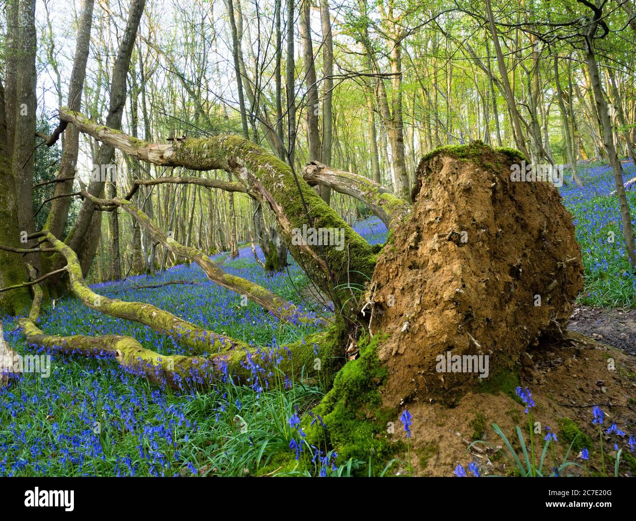 Biodiversity bluebells bluebell uk hi-res stock photography and images ...
