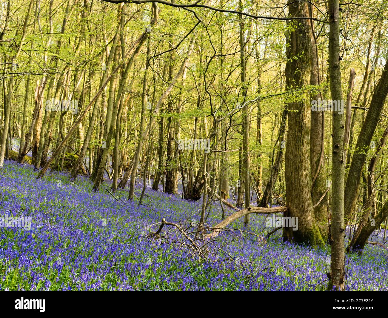 Biodiversity bluebells bluebell uk hi-res stock photography and images ...
