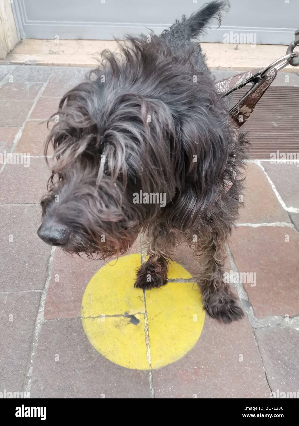 Dog queueing on floor marking for social distance funny moment Stock ...