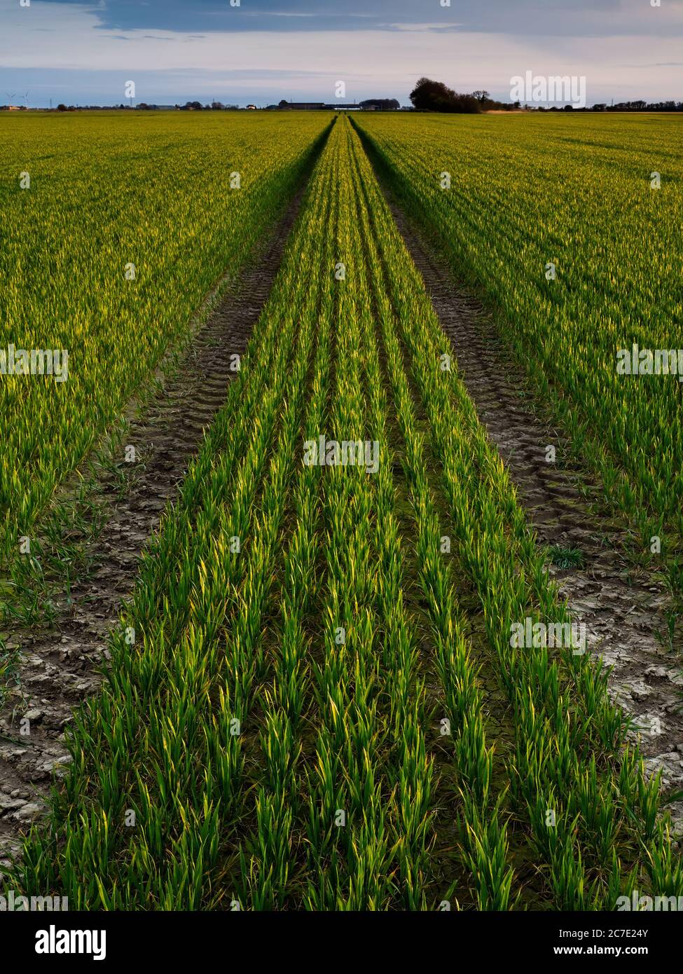 Crop lines hi-res stock photography and images - Alamy