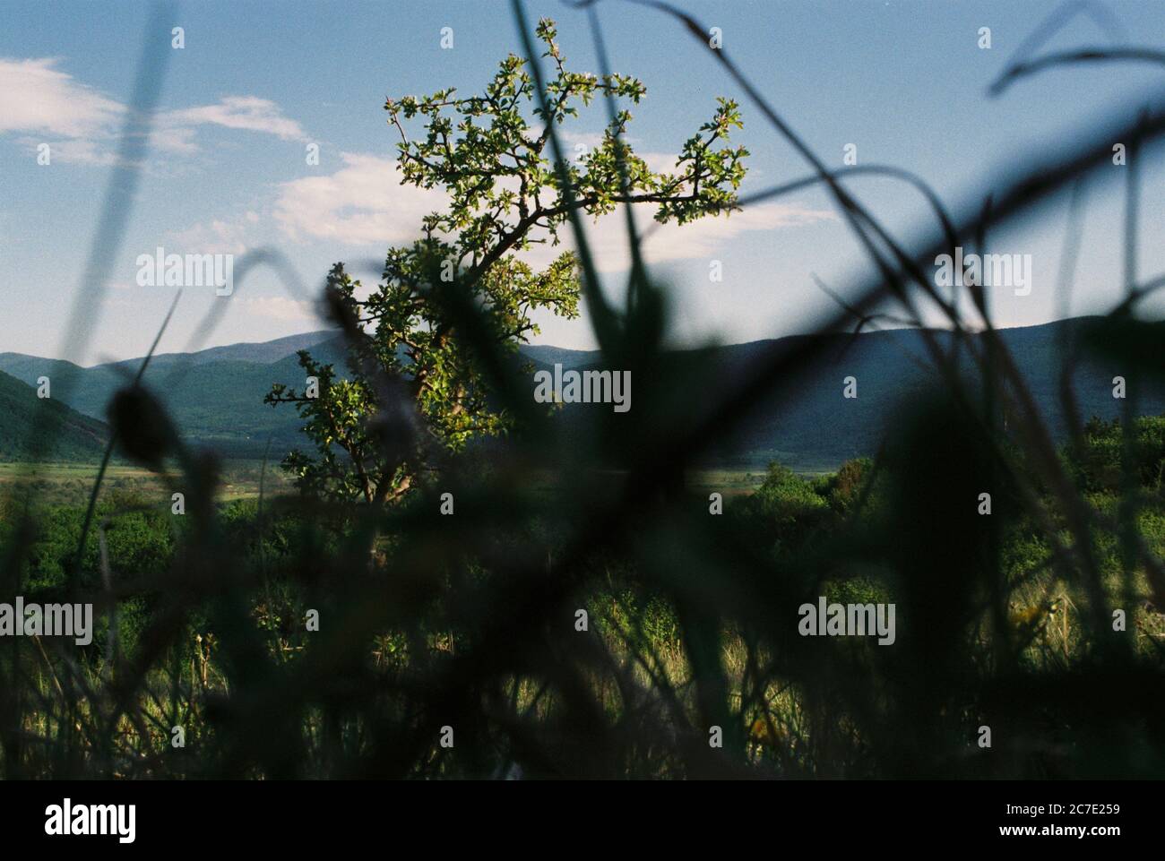 Landscape and little tree trough the grass Stock Photo - Alamy