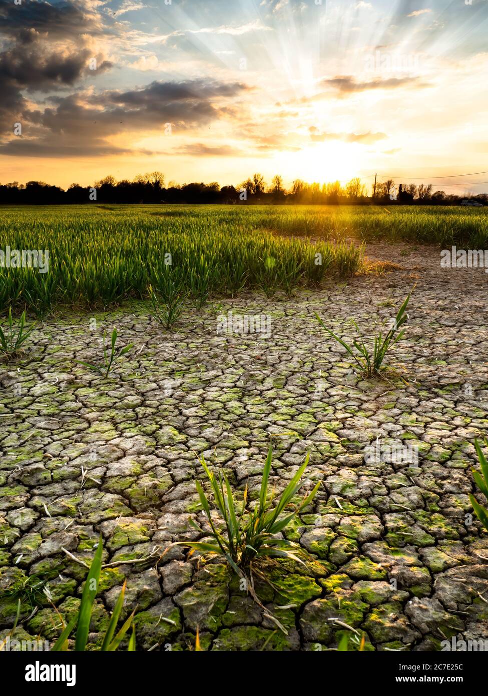 Cracked landscape and grow hi-res stock photography and images - Alamy
