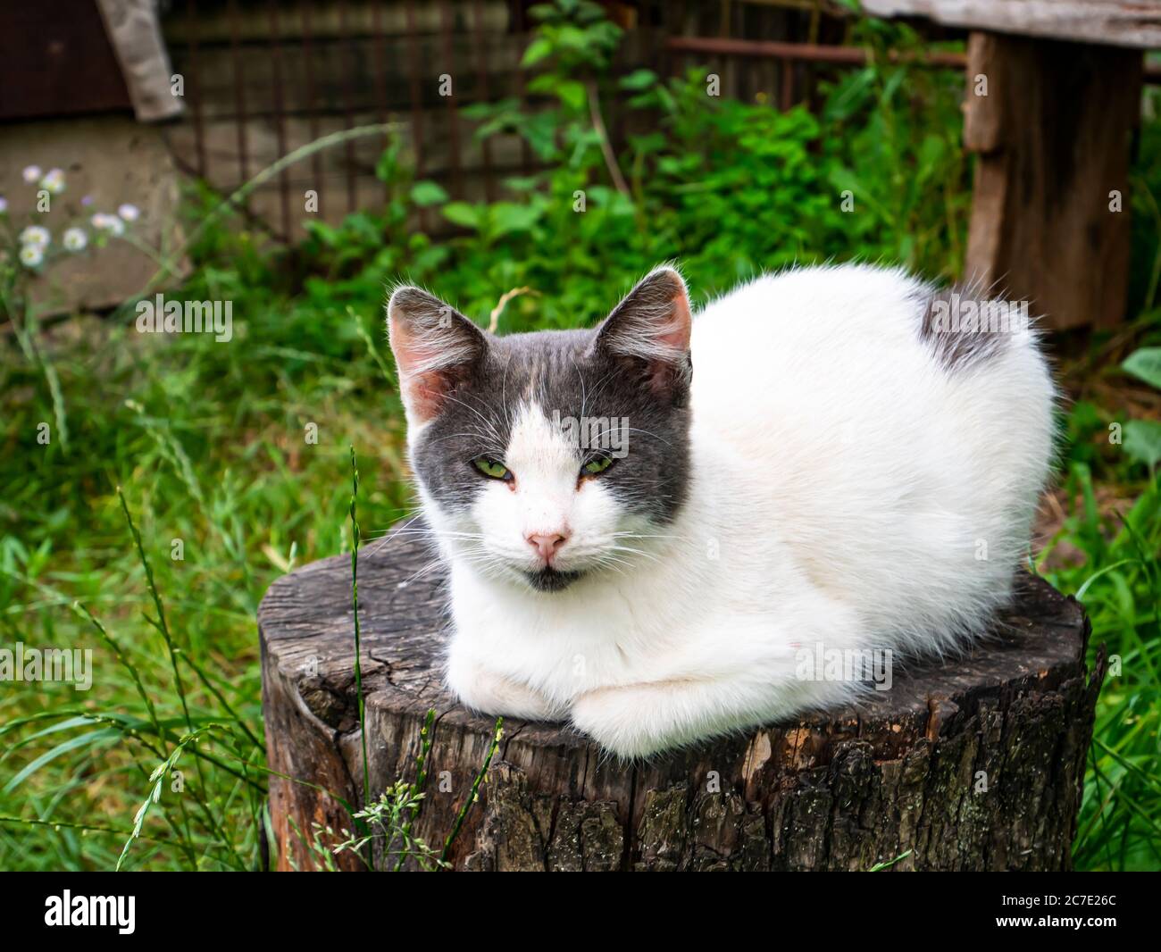 White cat with gray ears on a tree stump Stock Photo - Alamy