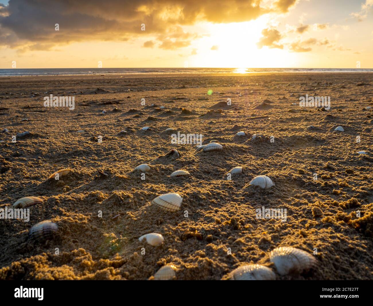 Sea shells in the sand at sunrise Stock Photo - Alamy