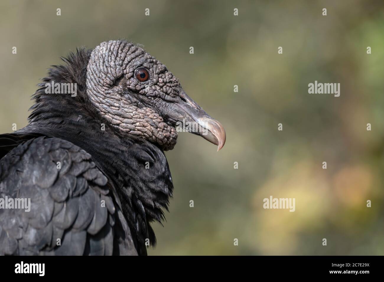 Vulture bird ugly bald hi-res stock photography and images - Alamy