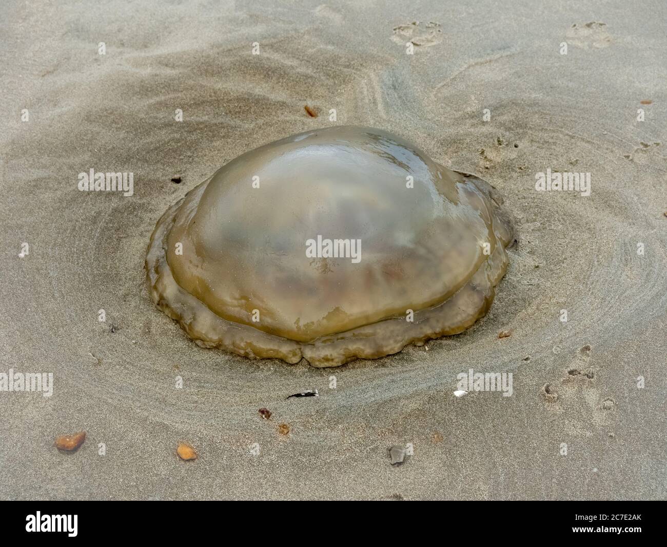 A beached Jelly fish near Greatstone beach Stock Photo - Alamy
