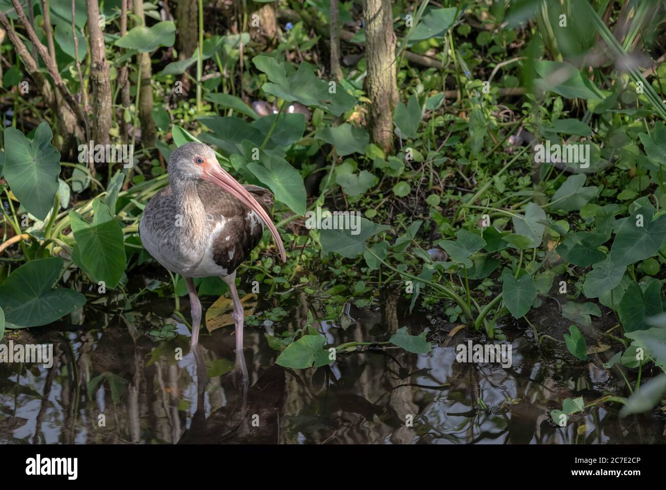 Juvenile american white ibis hi-res stock photography and images - Alamy