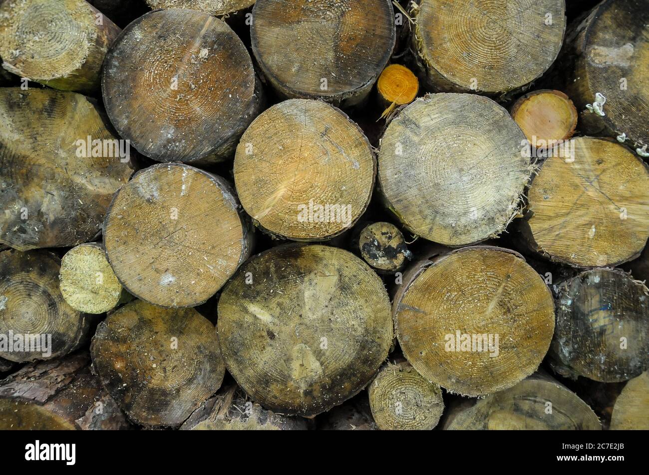 pile of logs, beautiful photo digital picture Stock Photo - Alamy