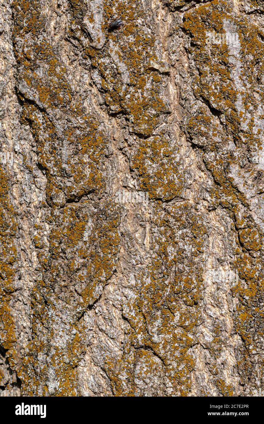Bark of Ginkgo Tree (Ginkgo biloba Stock Photo - Alamy