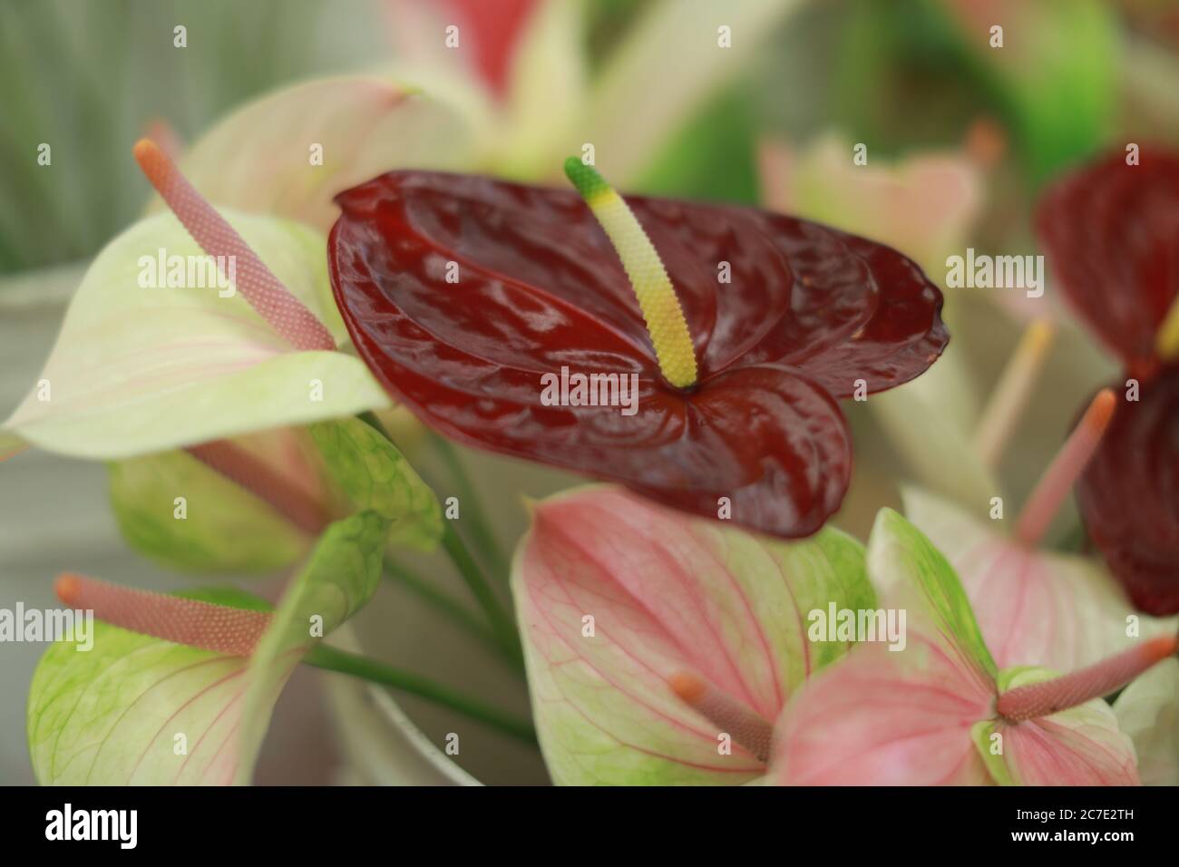Selective closeup shot of red anthurium flowers among pink and green ...