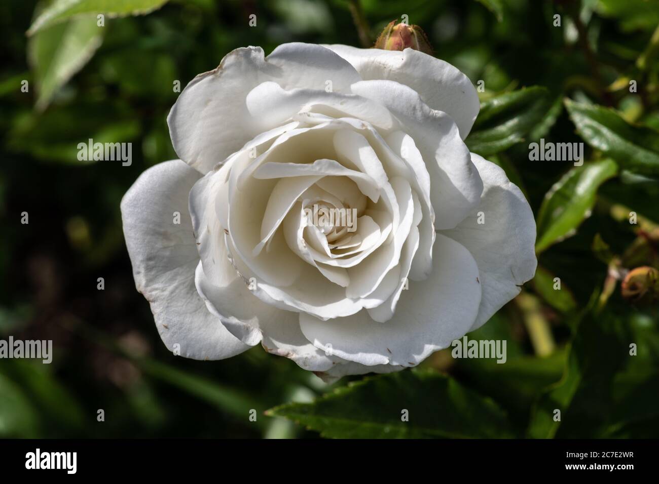 Rose breeding hi-res stock photography and images - Alamy