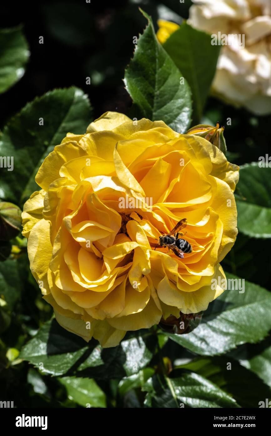 Rose breeding hi-res stock photography and images - Alamy