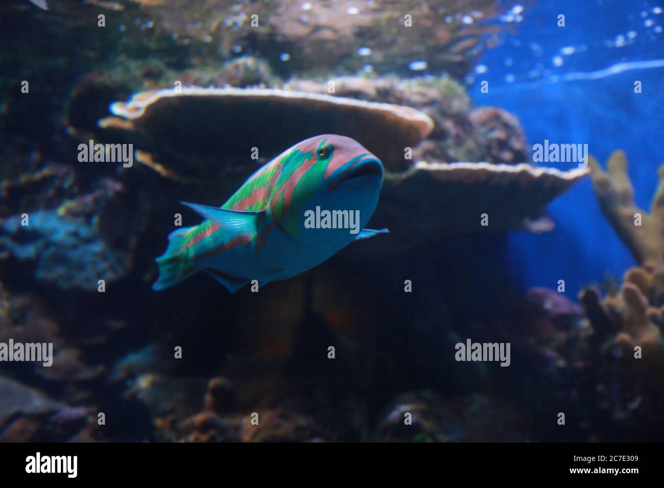 Selective closeup shot of colorful wrasse fish Stock Photo - Alamy
