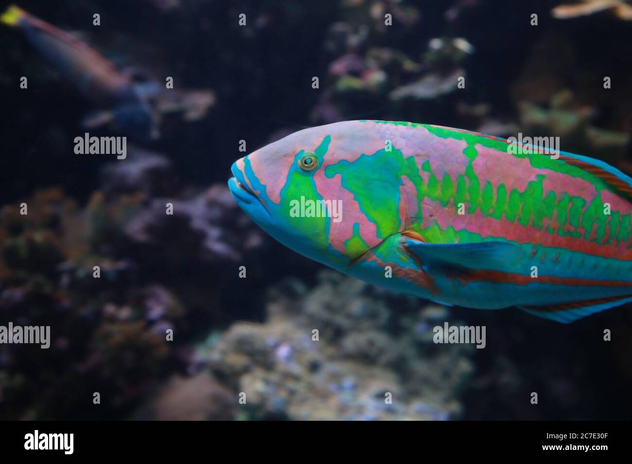 Selective closeup shot of colorful wrasse fish Stock Photo - Alamy