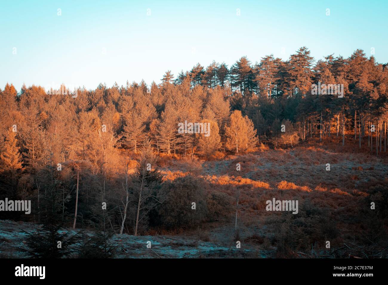 sunlight over autumn trees on a forest hillside Stock Photo - Alamy