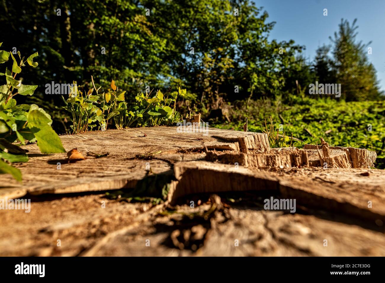 Closeup shot of a cut tree's stump surface in a forest. Perfect for ...