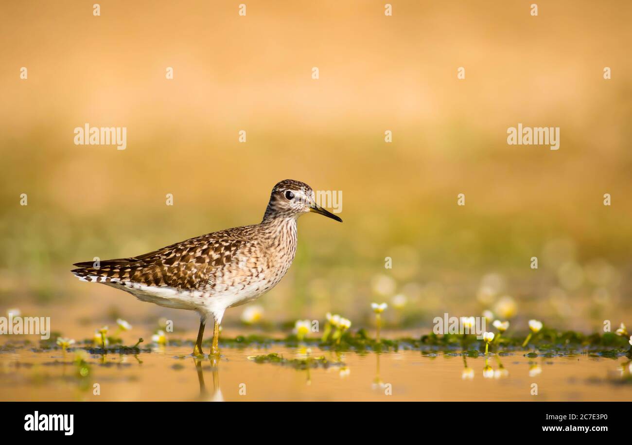 Water and bird. Sandpiper. Colorful nature background. Bird: Wood ...